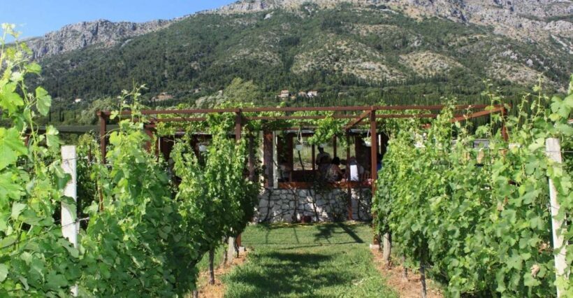 From Dubrovnik Oyster and Wine Tasting Tour in Ston Bay - The Practical Details: What to Expect and Consider