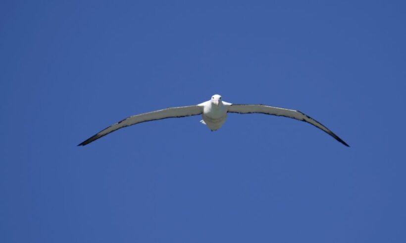 From Dunedin: City, Otago Peninsula & Albatross Guided Tour - The Scenic Drive Through Dunedin