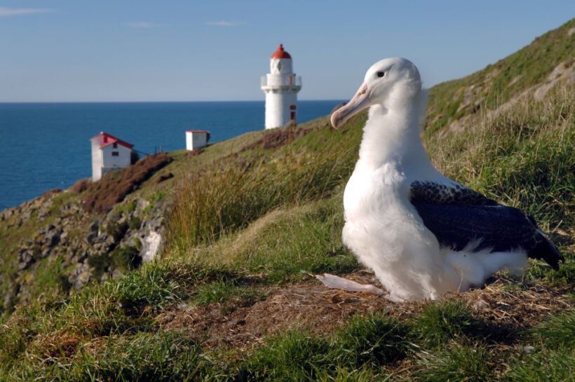 From Dunedin: City, Otago Peninsula & Albatross Guided Tour - Botanical Gardens and City Highlights
