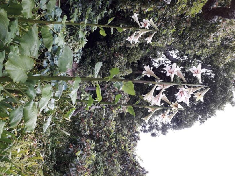 From Dunedin: City, Otago Peninsula & Albatross Guided Tour - Scenic Drive Along Highcliff Road