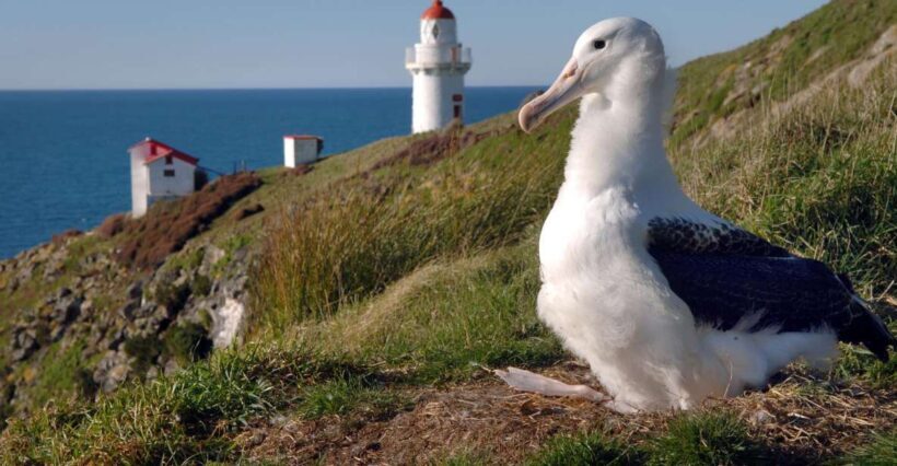 From Dunedin: City, Otago Peninsula & Albatross Guided Tour - Wildlife and Landscape Viewing