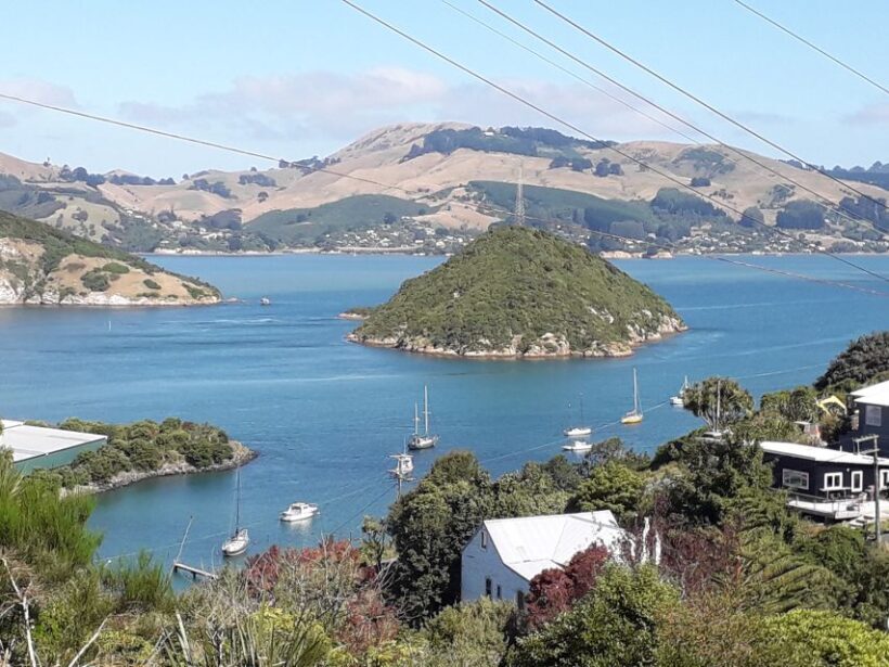 From Dunedin: City, Otago Peninsula & Albatross Guided Tour - Considerations for Lunch and Timing