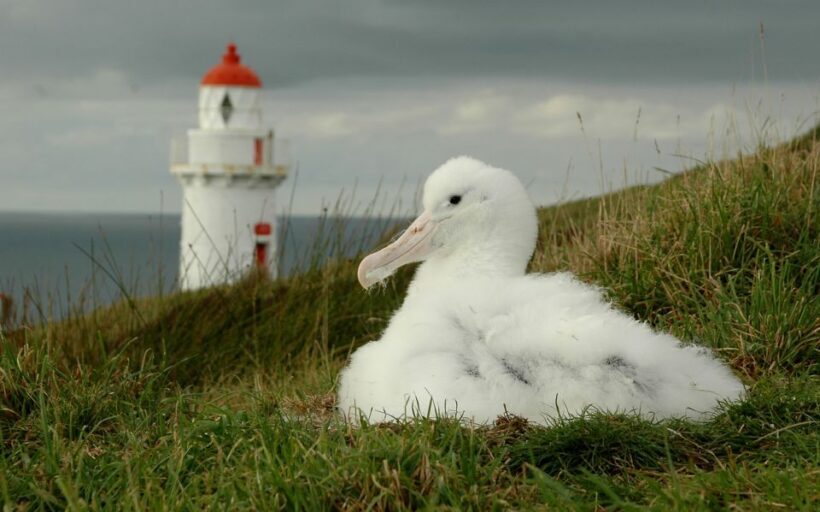 From Dunedin: City, Otago Peninsula & Albatross Guided Tour - The Practicalities