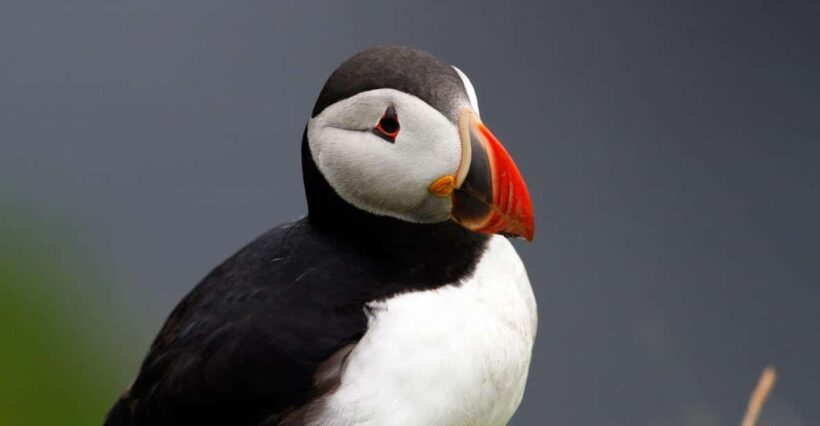 From Edinburgh: 4-Day Mull, Iona, Staffa & Puffin isles tour - A Practical Introduction to the Tour