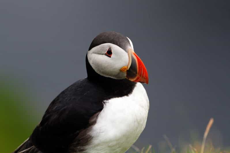 From Edinburgh: 4-Day Mull, Iona, Staffa & Puffin isles tour - The Itinerary: What to Expect Each Day