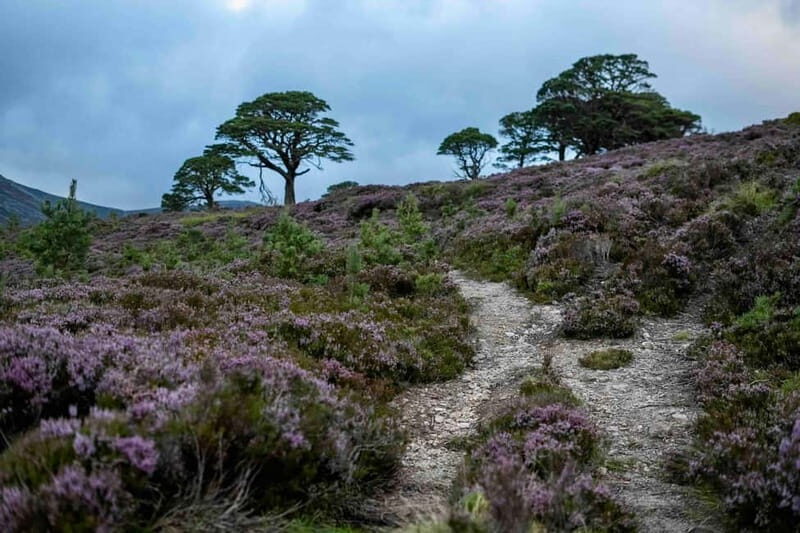 From Edinburgh: 4,000ft Mountain Hike - Scottish Highlands - Key Points