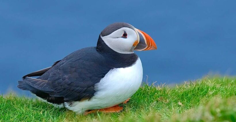 From Edinburgh: 6-Day Shetland & Nothernmost Explorer - Accommodation and Included Services