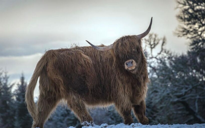 From Edinburgh/Glasgow: 3-Day Isle of Skye & Highland Tour - Who This Tour Is Best For