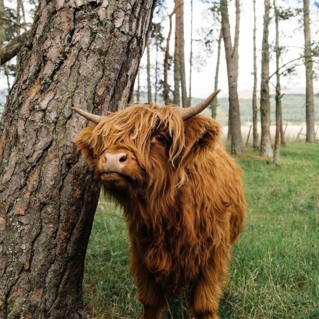 From Edinburgh/Glasgow: 3-Day Isle of Skye & Highland Tour - Final Thoughts