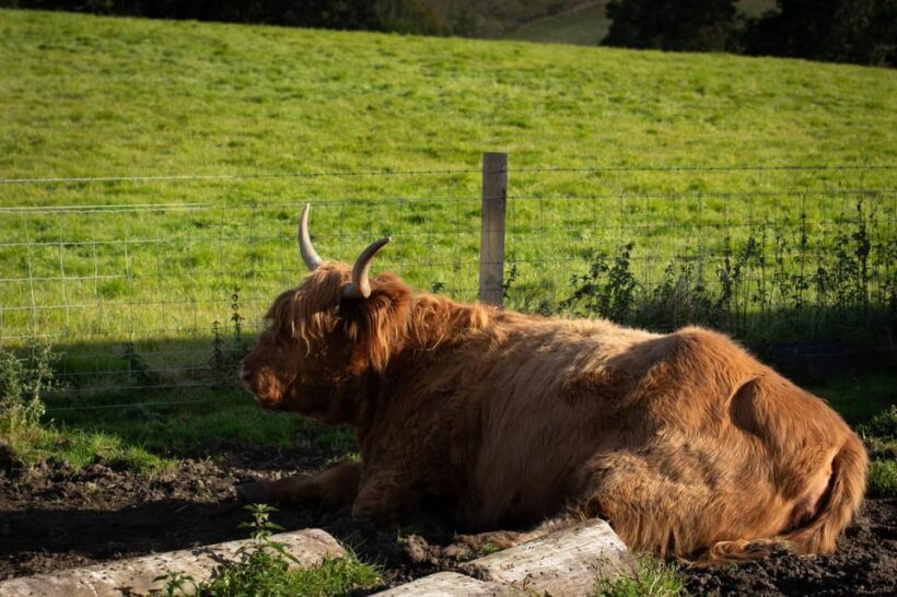 From Edinburgh: Loch Ness, Glencoe & Scottish Highlands Tour - Frequently Asked Questions