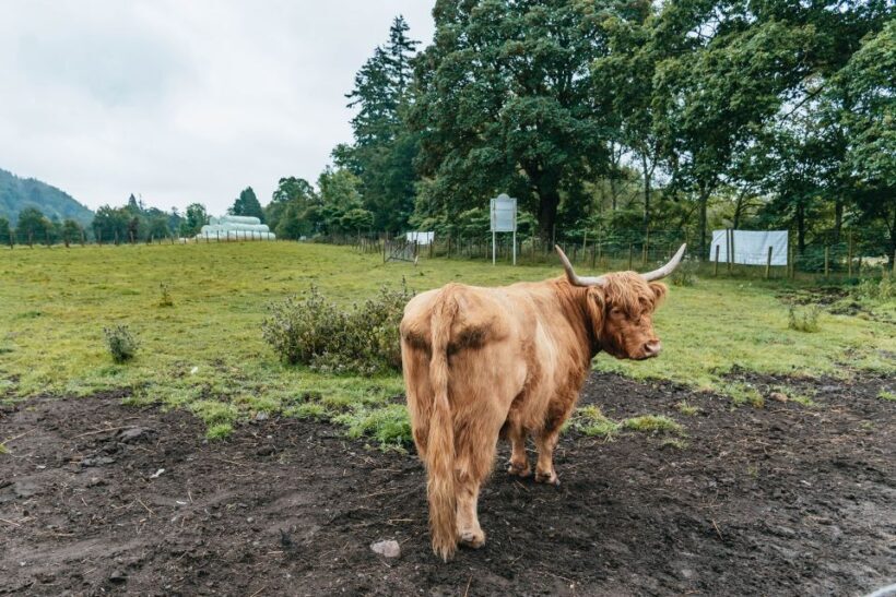 From Edinburgh: Loch Ness, Glenoce & The Highlands Day Tour - Authentic Experiences and Guides