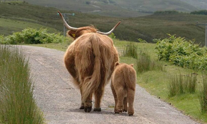 From Edinburgh: Loch Ness & Inverness Tour in Spanish - FAQs