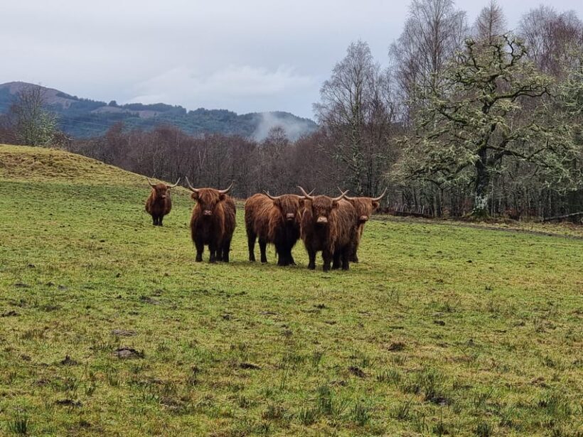 From Edinburgh: Loch Ness Private Day Tour with Transfers - Who Should Consider This Tour?