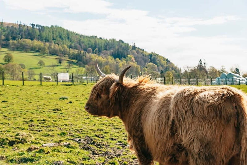 From Edinburgh: Loch Ness & Scottish Highlands Tour - Final Thoughts