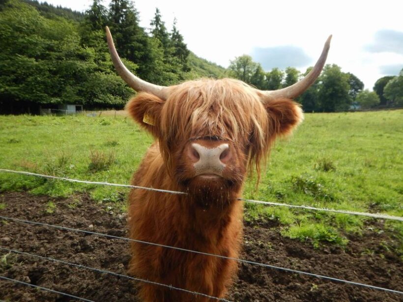 From Edinburgh: Orkney, Skye and the Far North 8 Day Tour - FAQ