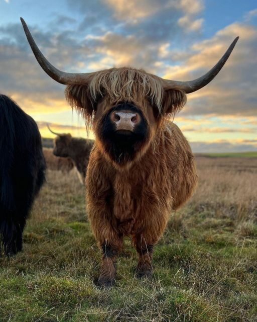From Edinburgh: The Kelpies, Glencoe & Loch Lomond Day Tour - Authentic Traveler Insights