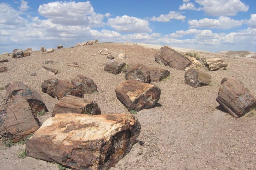 From El Calafate: La Leona Petrified Forest Day Trip - Frequently Asked Questions