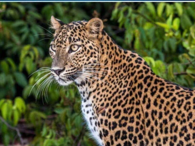 From Ella: 2-Day Yala Park Safari with Arugam Bay Drop-off - Who This Tour Suits