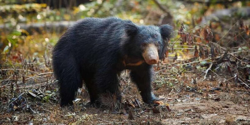 From: Ella/ Bandarawela - YALA Safari - Drop off: Ahungalla - From: Ella/ Bandarawela - YALA Safari - Drop off: Ahungalla