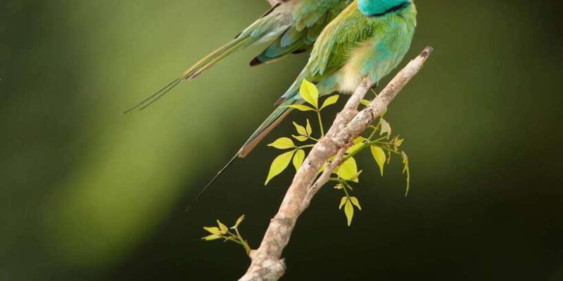 From: Ella/ Bandarawela - YALA Safari - Drop off: Ahungalla - The Itinerary: What You Can Expect