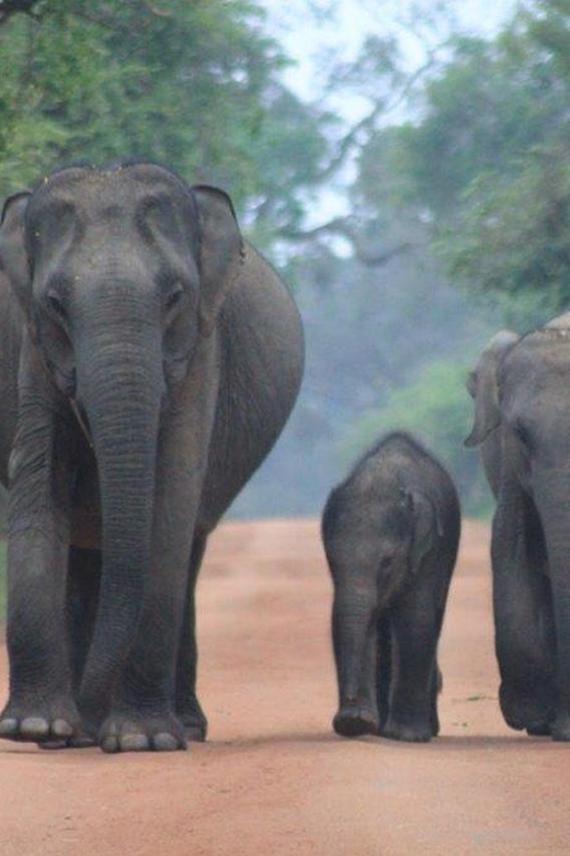 From: Ella/ Bandarawela - YALA Safari - Drop off: Ahungalla - The Sum Up