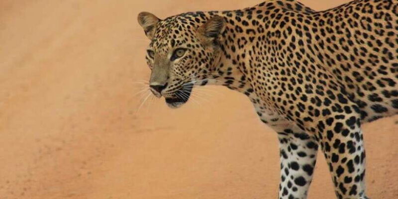 From: Ella/ Bandarawela - YALA Safari - Drop off: Ahungalla - FAQ