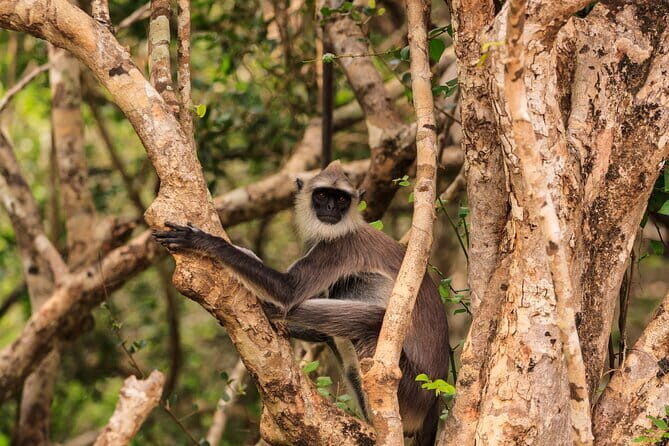 From Ella - Day Excursion to Yala National Park - The Journey to Yala: Scenic Drive and Cultural Vibes