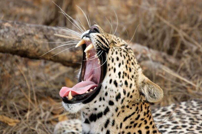 From Ella: Drop to Tangalle/Hiriketiya/Mirissa & Yala Safari - Final Thoughts: Is This Tour for You?