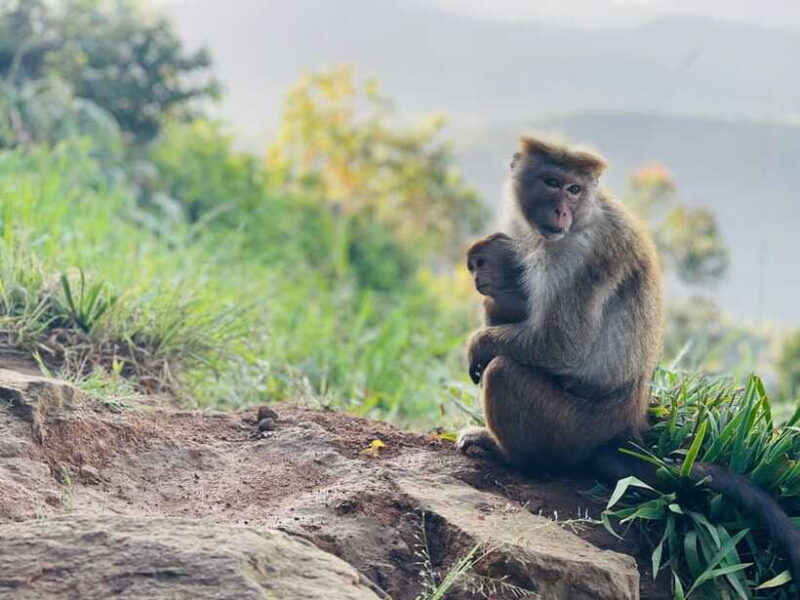 From Ella: Lipton Seat & Dambatenne Tea Factory Day Tour - Exploring the Ella: Lipton Seat & Dambatenne Tea Factory Day Tour