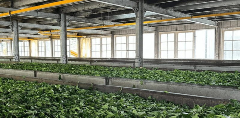 From Ella: Nuwara Eliya Tea Factory and Plantation Tour - From Ella: Nuwara Eliya Tea Factory and Plantation Tour