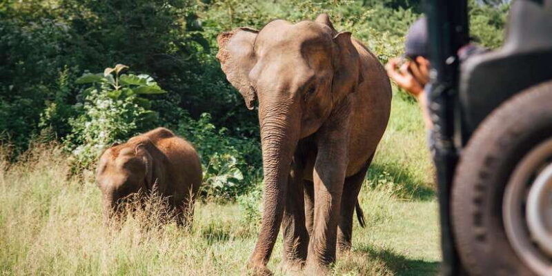 From Ella: Shuttle to Tangalle/Hiriketiya w Udawalawe Safari - FAQs