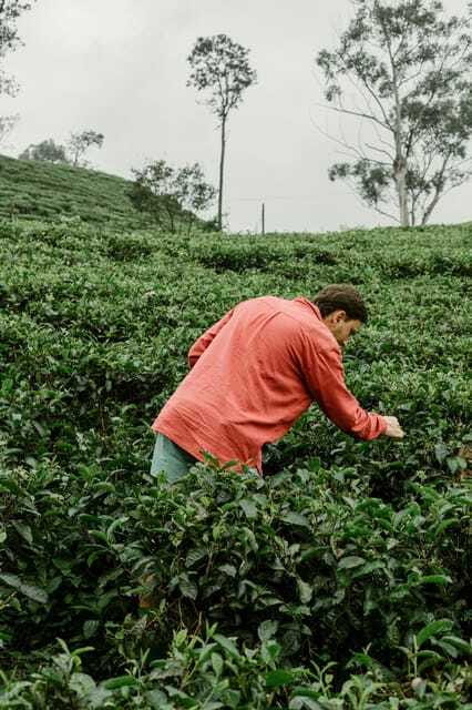 From Ella: Tea Adventure in Haputale with Village Lunch - Authentic Village Lunch