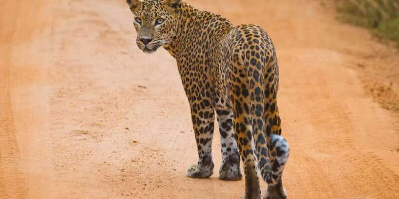 From ELLA to ARUGAM-BAY transfer with YALA Safari Tour - Final Thoughts