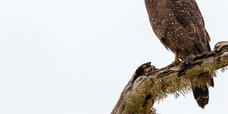 From ELLA to ARUGAM-BAY transfer with YALA Safari Tour - FAQ