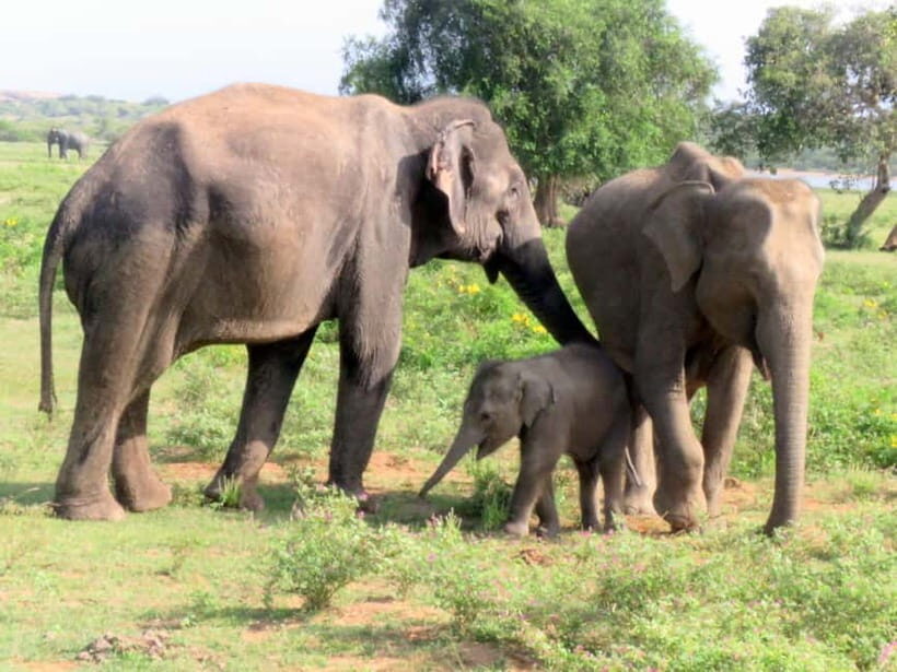 From Ella: Udawalawa Safari Drop: Galle / Mirissa / Tangalle - Introduction: An Authentic Wildlife Experience Near Ella