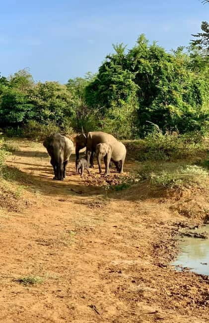 From Ella: Udawalawa Safari Drop: Galle / Mirissa / Tangalle - Final Verdict
