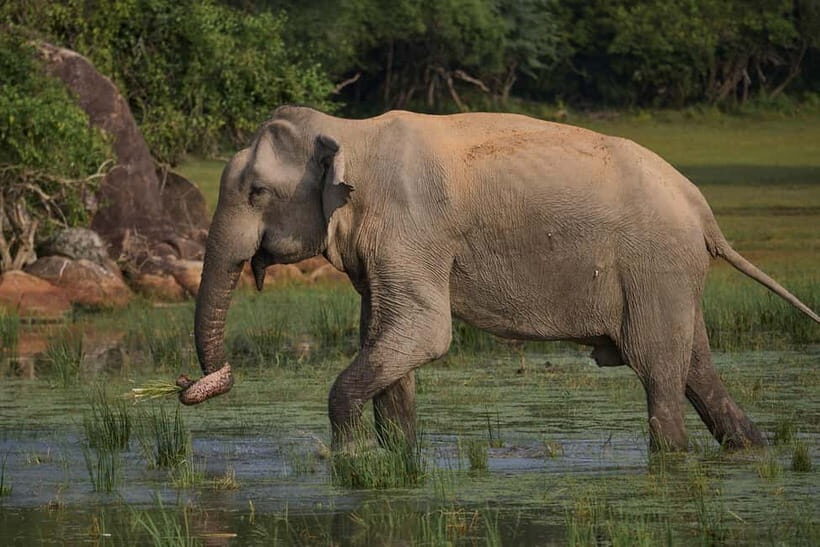 From Ella : Udawalawa Safari & Drop Tangalle/ Mirissa/ Galle - Key Points