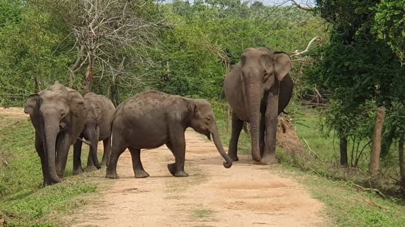 From Ella : Udawalawa Safari & Drop Tangalle/ Mirissa/ Galle - Who This Tour Is Best For