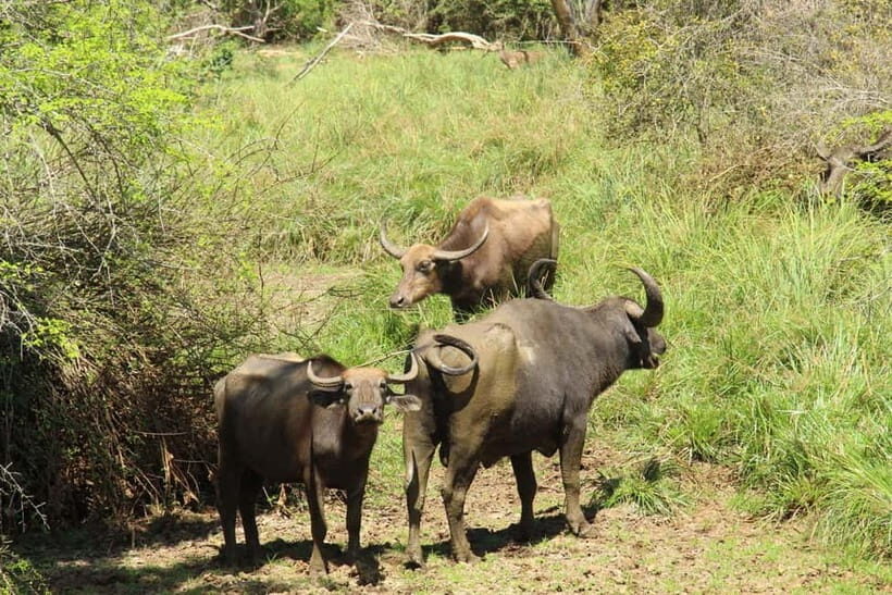 From Ella : Udawalawa Safari & Drop Tangalle/ Mirissa/ Galle - Final Thoughts