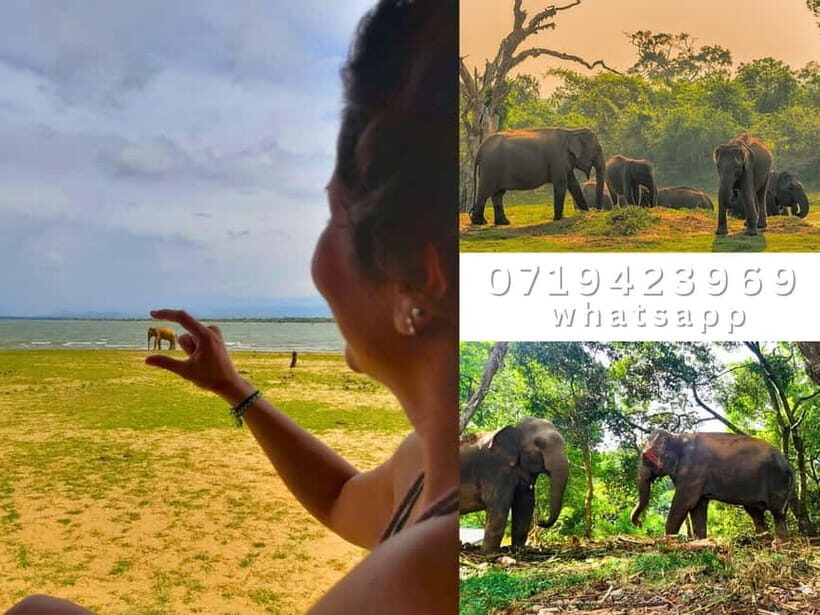 From Ella: Udawalawe National Park safari drop to Ella again - Price and Value