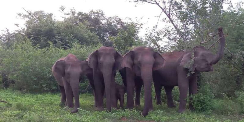 From Ella: Udawalawe National Park Safari Tour - The Sum Up