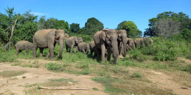 From Ella: Udawalawe National Park Safari Tour - FAQ