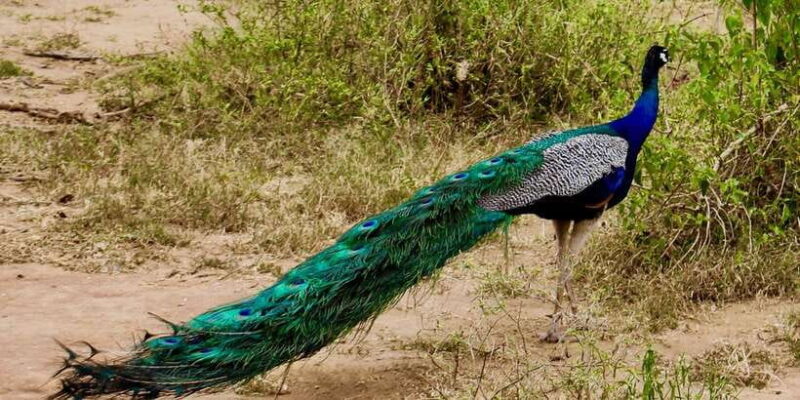 From Ella: Udawalawe Safari with Elephant Transit Home - Who Is This Tour Best For?