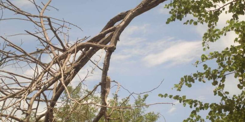 From Ella: Udawalawe Safari with Elephant Transit Home - Final Thoughts