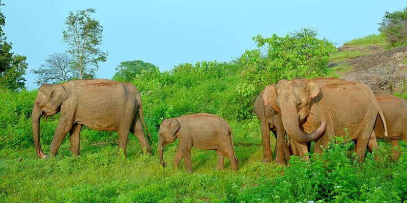 From Ella: Udawalawe Safari with Elephant Transit Home - FAQ