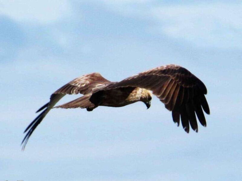 From Ella: Udawalawe & Yala National Parks 2-Day Tour - Transportation and Logistics