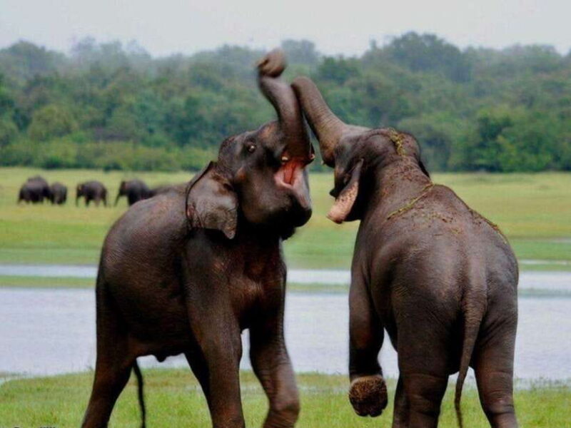 From Ella: Udawalawe & Yala National Parks 2-Day Tour - Value for Money and Additional Costs