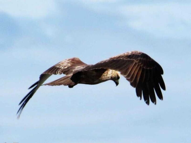 From Ella: Udawalawe & Yala National Parks 2-Day Tour - What’s Not Included