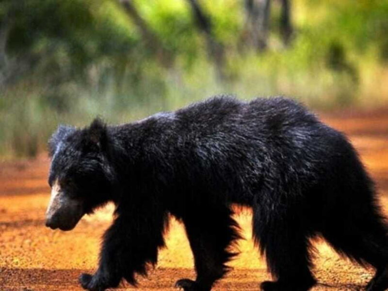 From Ella: Udawalawe & Yala National Parks 2-Day Tour - Who Should Consider This Tour?