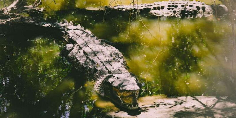 From Ella : Udawalawe & YALA Safaris with Breakfast & Lunch - The Itinerary Breakdown: What Makes Each Stop Special